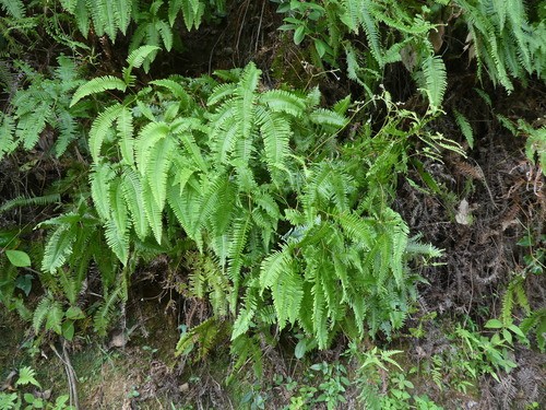 Dichotomy forked fern (Dicranopteris pedata) Flower, Leaf, Care, Uses ...