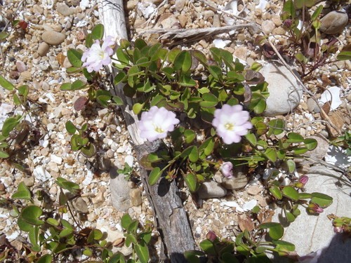 Falkia repens - PictureThis