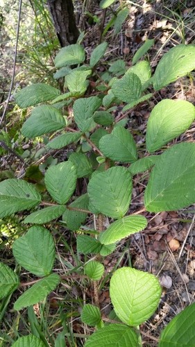 Rubus ellipticus var. obcordatus - PictureThis