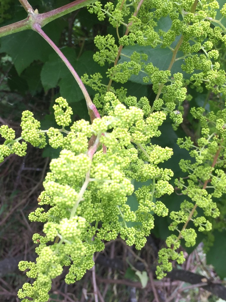 Grape (Vitaceae) Flower, Leaf, Care, Uses - PictureThis