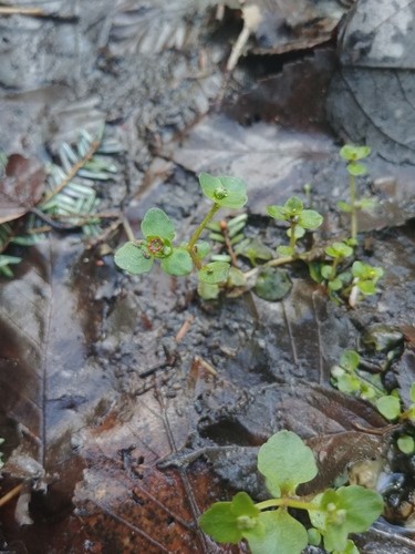American golden saxifrage (Chrysosplenium americanum) Flower, Leaf ...