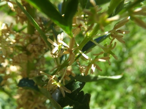 Durango root (Datisca glomerata) Flower, Leaf, Care, Uses - PictureThis