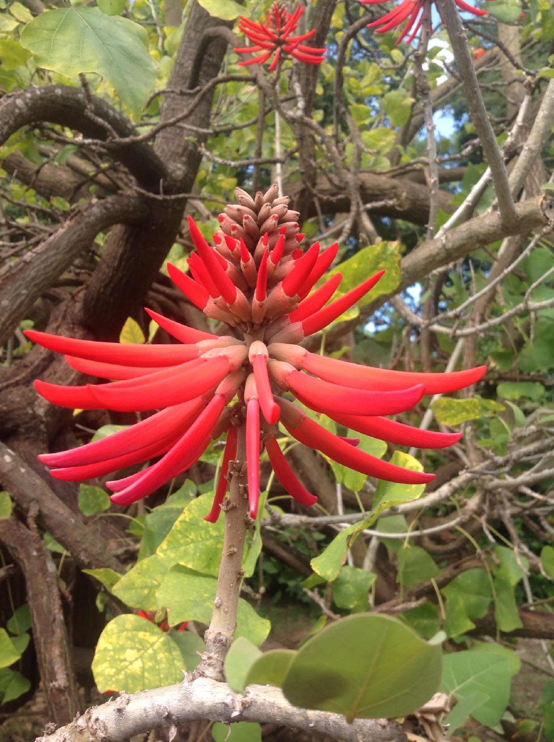 PictureThis - Erythrina coralloides