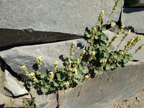 Elmera racemosa - PictureThis