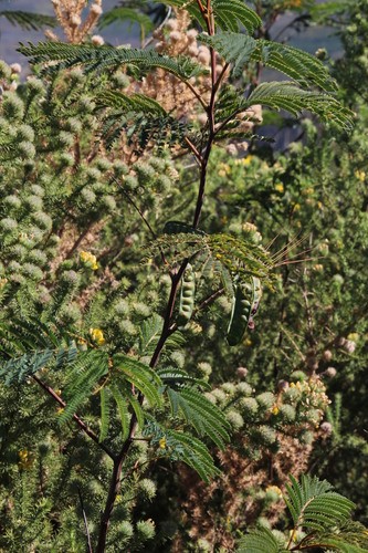 Cape leeuwin wattle (Paraserianthes lophantha) Flower, Leaf, Care, Uses ...