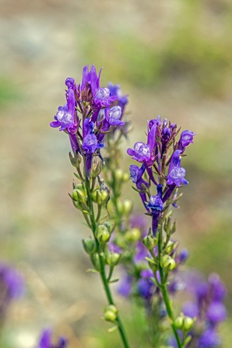 Linaria pelisseriana - PictureThis