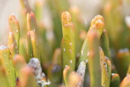 Stout dwarf broom (Carmichaelia monroi) Flower, Leaf, Care, Uses ...