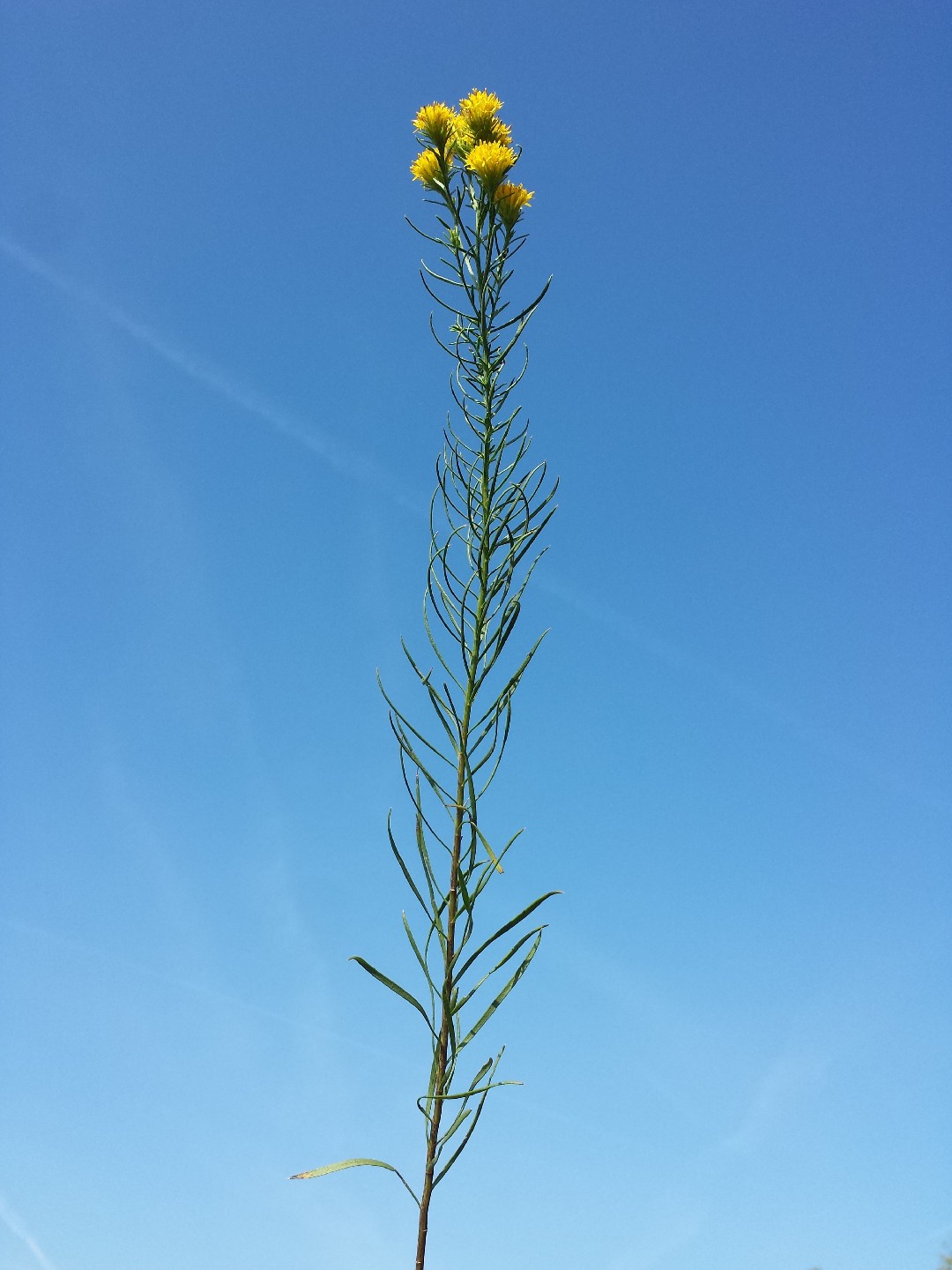 Vara de júpiter (Galatella linosyris) - PictureThis