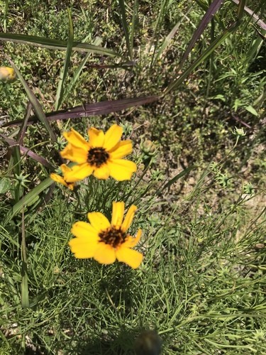 How to Plant and Grow Stiff Greenthread(Thelesperma filifolium)