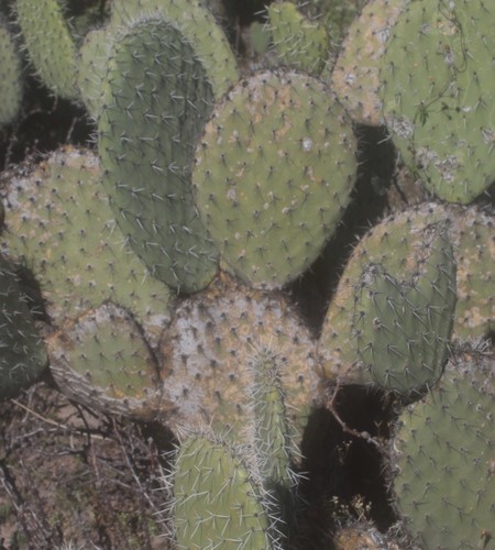 Nopal de espinas lacias (Opuntia lasiacantha) - PictureThis