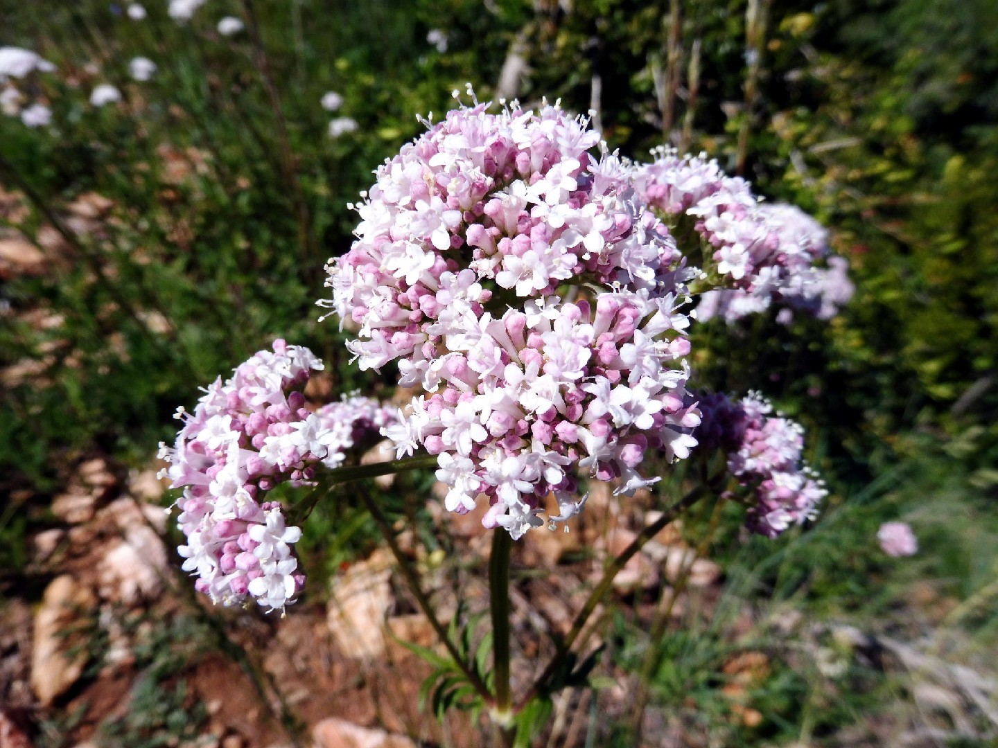 Valeriana (Valeriana officinalis) - PictureThis