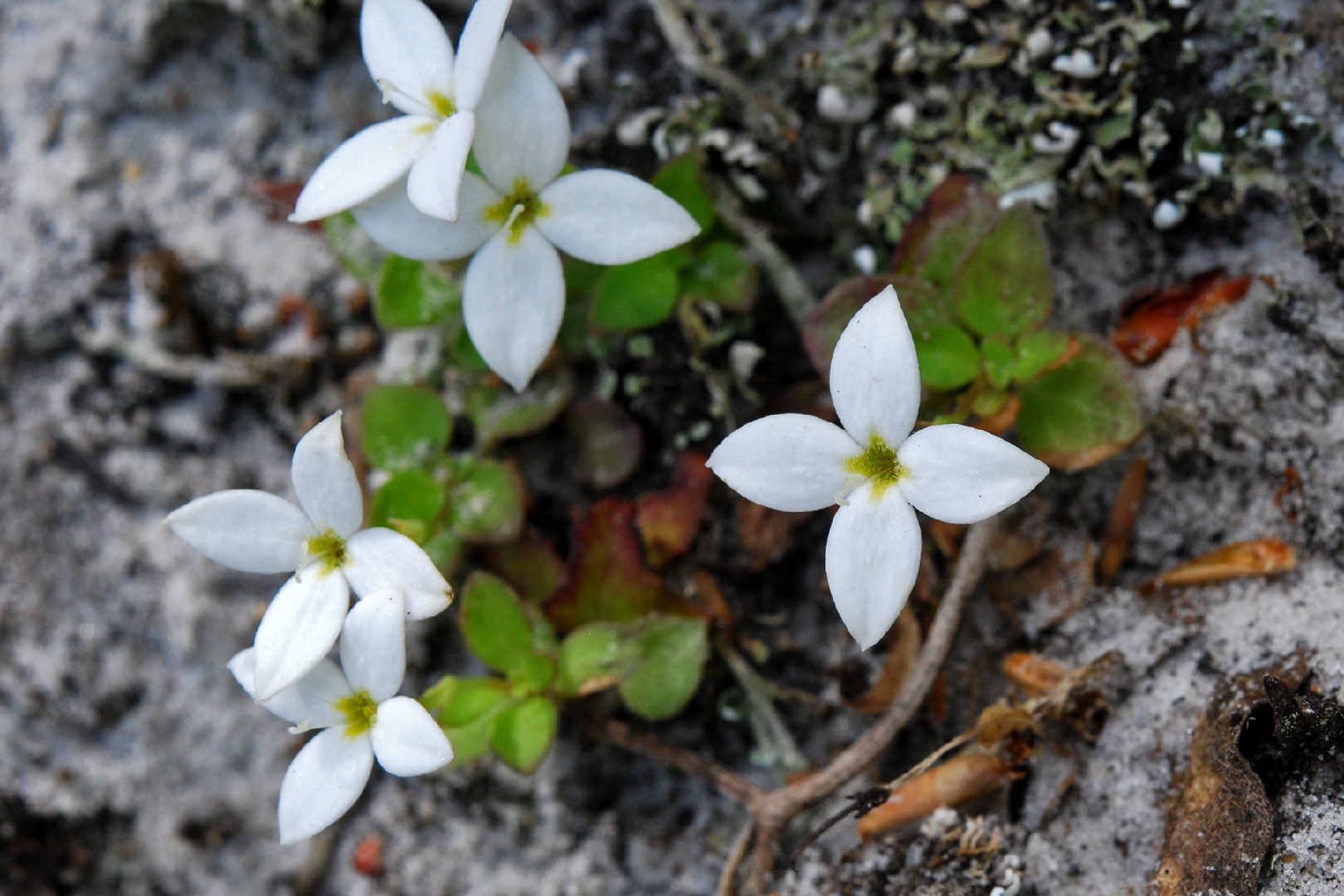 Roundleaf bluet (Houstonia procumbens) Flower, Leaf, Care, Uses ...
