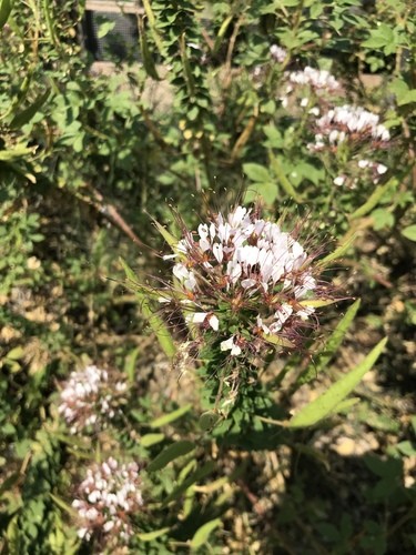 Redwhisker Clammyweed (Polanisia dodecandra) Flower, Leaf, Care, Uses - PictureThis