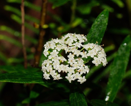 Platysace Care (Watering, Fertilize, Pruning, Propagation) - PictureThis