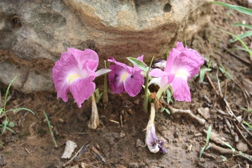 Siphonochilus aethiopicus - PictureThis