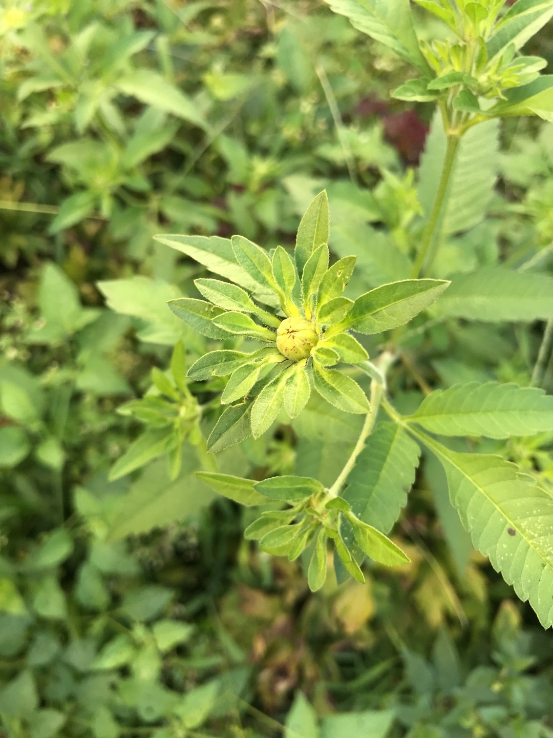 Carpesiums (Carpesium) - PictureThis