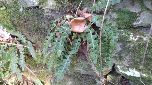 Скребница аптечная (Asplenium ceterach) - PictureThis