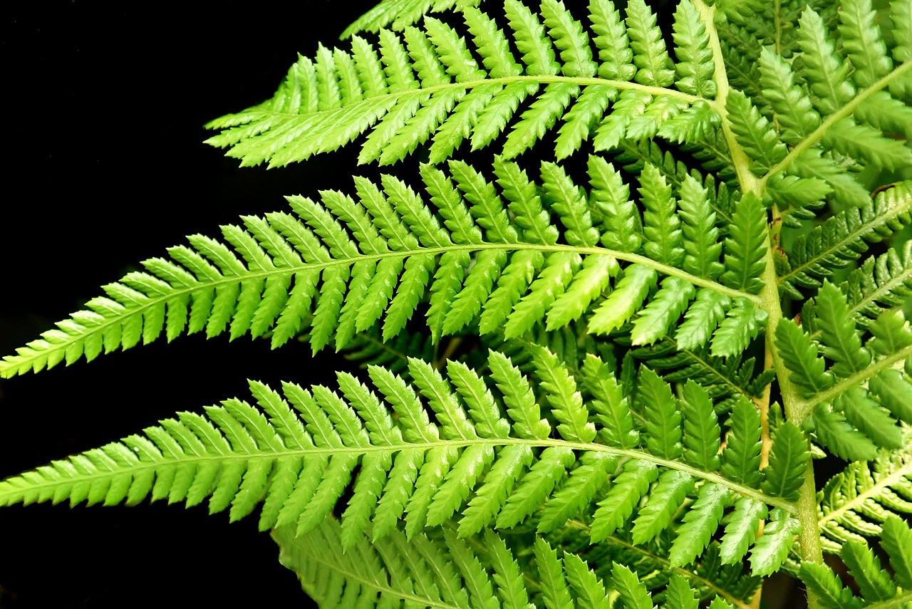 How to Grow and Care for Sunset fern