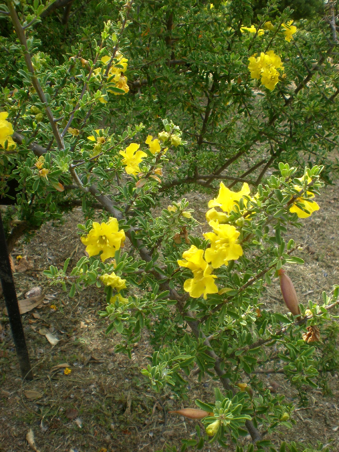 Rhigozum obovatum - PictureThis