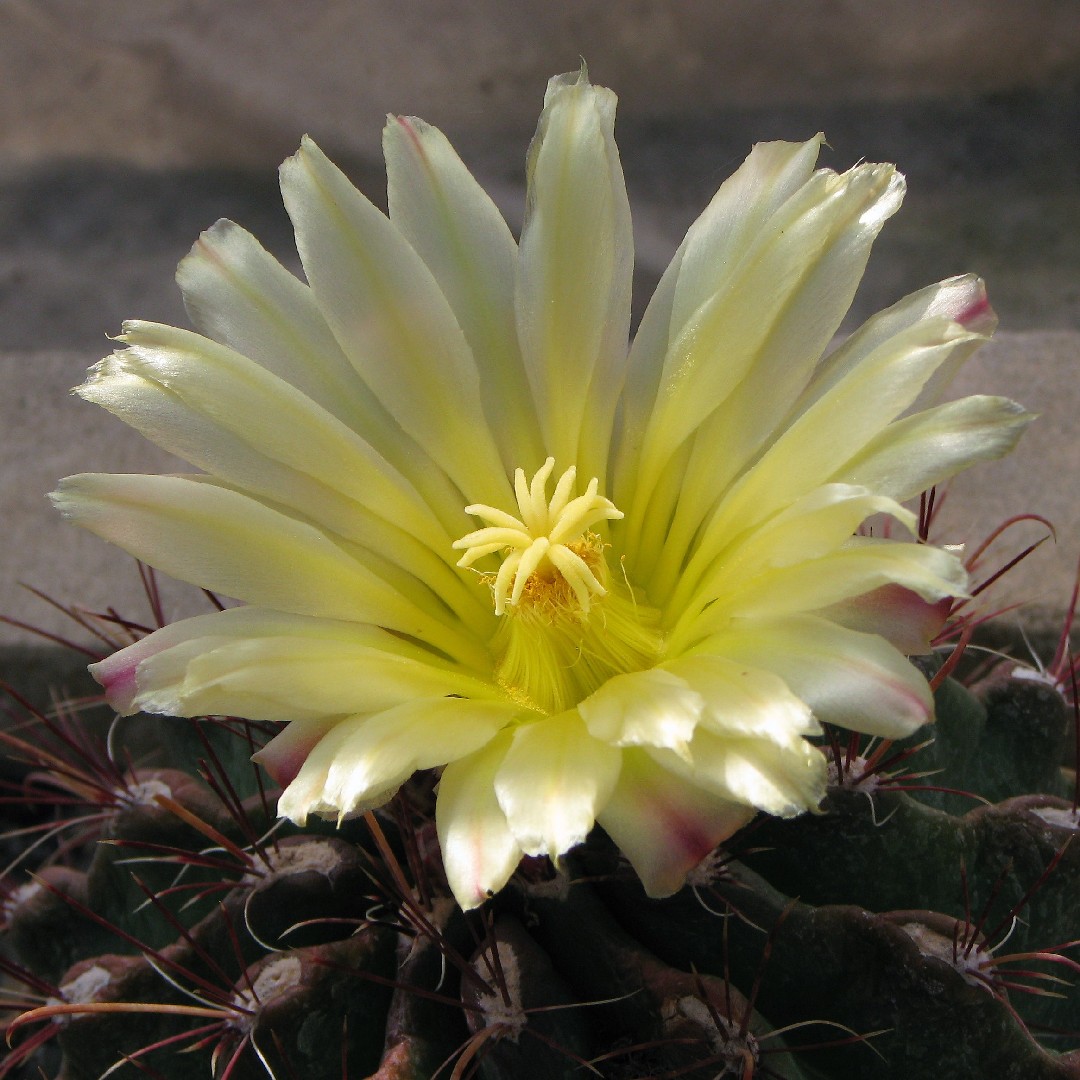 Biznaga Barril Costillona (Ferocactus hamatacanthus) - PictureThis