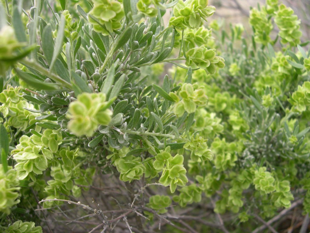 Spiny hopsage (Grayia spinosa) Flower, Leaf, Care, Uses - PictureThis