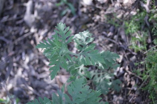 Cuman ragweed (Ambrosia psilostachya) Flower, Leaf, Care, Uses ...