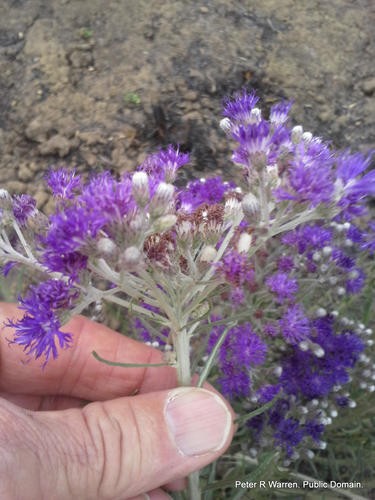 Hilliardiella capensis Flower, Leaf, Care, Uses - PictureThis