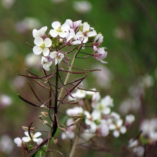 Wasabi-rauke (Diplotaxis erucoides) - PictureThis