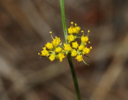 Cymopterus lemmonii - PictureThis