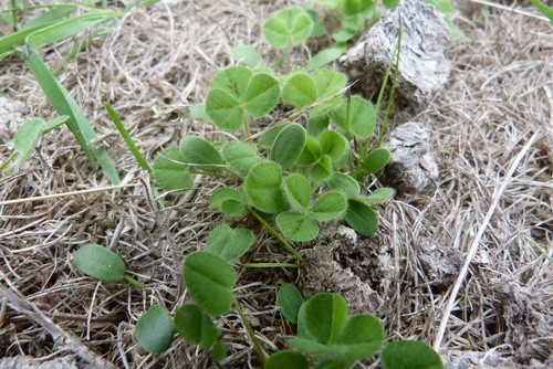 Trevo subterraneo (Trifolium subterraneum) - PictureThis