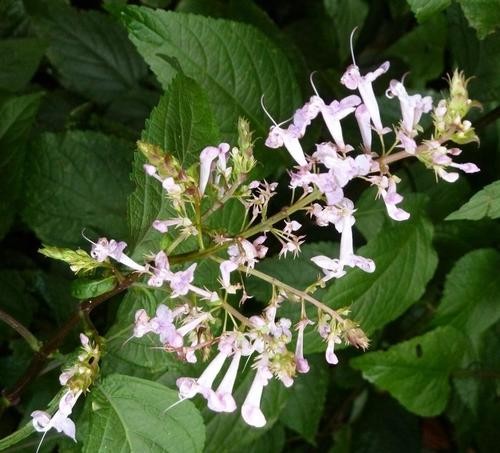 Large spur-flower (Plectranthus ecklonii) Flower, Leaf, Care, Uses ...