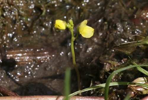 Utricularia aurea - PictureThis