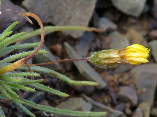 Leysera tenella - PictureThis