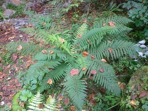 Píjaro (Polystichum setiferum) - PictureThis