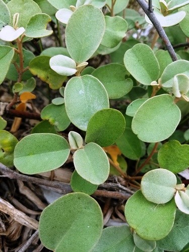 Gulf croton (Croton punctatus) Flower, Leaf, Care, Uses - PictureThis