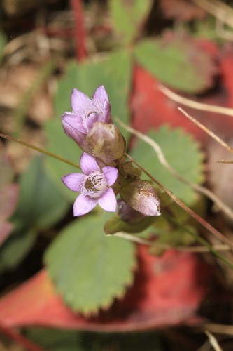 Autumn dwarf gentian (Gentianella amarella) Flower, Leaf, Care, Uses ...