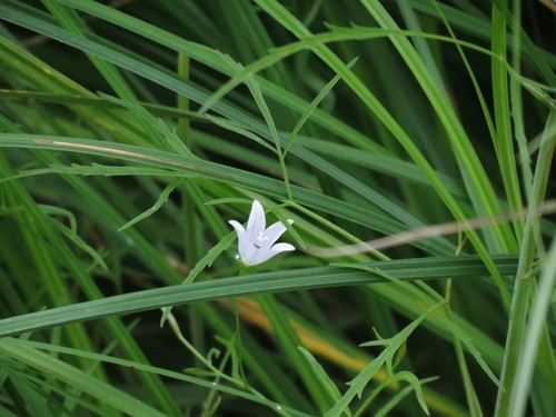 Marsh bellflower (Campanula aparinoides) Flower, Leaf, Care, Uses ...