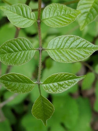 Fresno rojo (Fraxinus pennsylvanica) - PictureThis