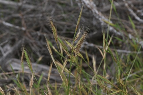 Purple false brome (Brachypodium distachyon) Flower, Leaf, Care, Uses ...