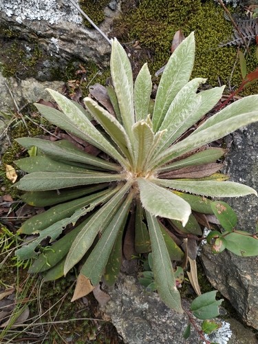 Espeletiopsis Flower, Leaf, Care, Uses - PictureThis