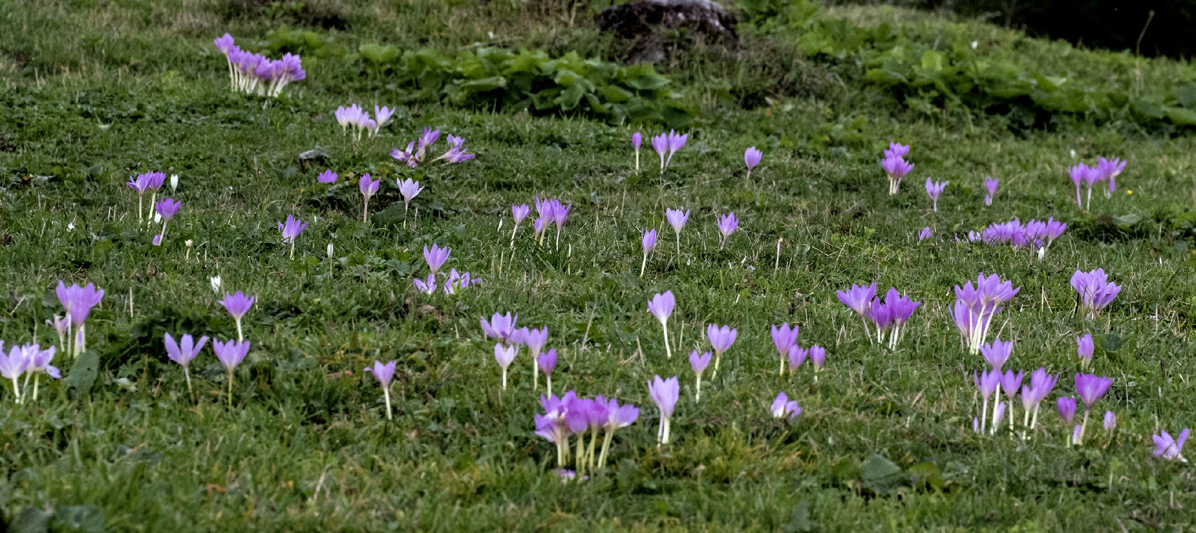 Colchicum speciosum - PictureThis