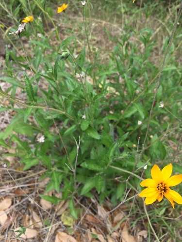 Wedelia acapulcensis var. hispida - PictureThis