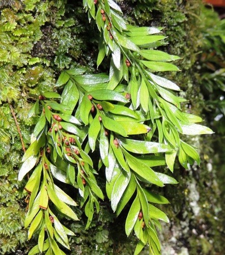Tmesipteris norfolkensis Flower, Leaf, Care, Uses - PictureThis