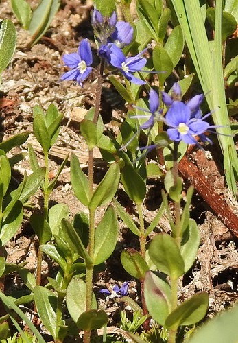 ️️ How to Prune Cusick's speedwell