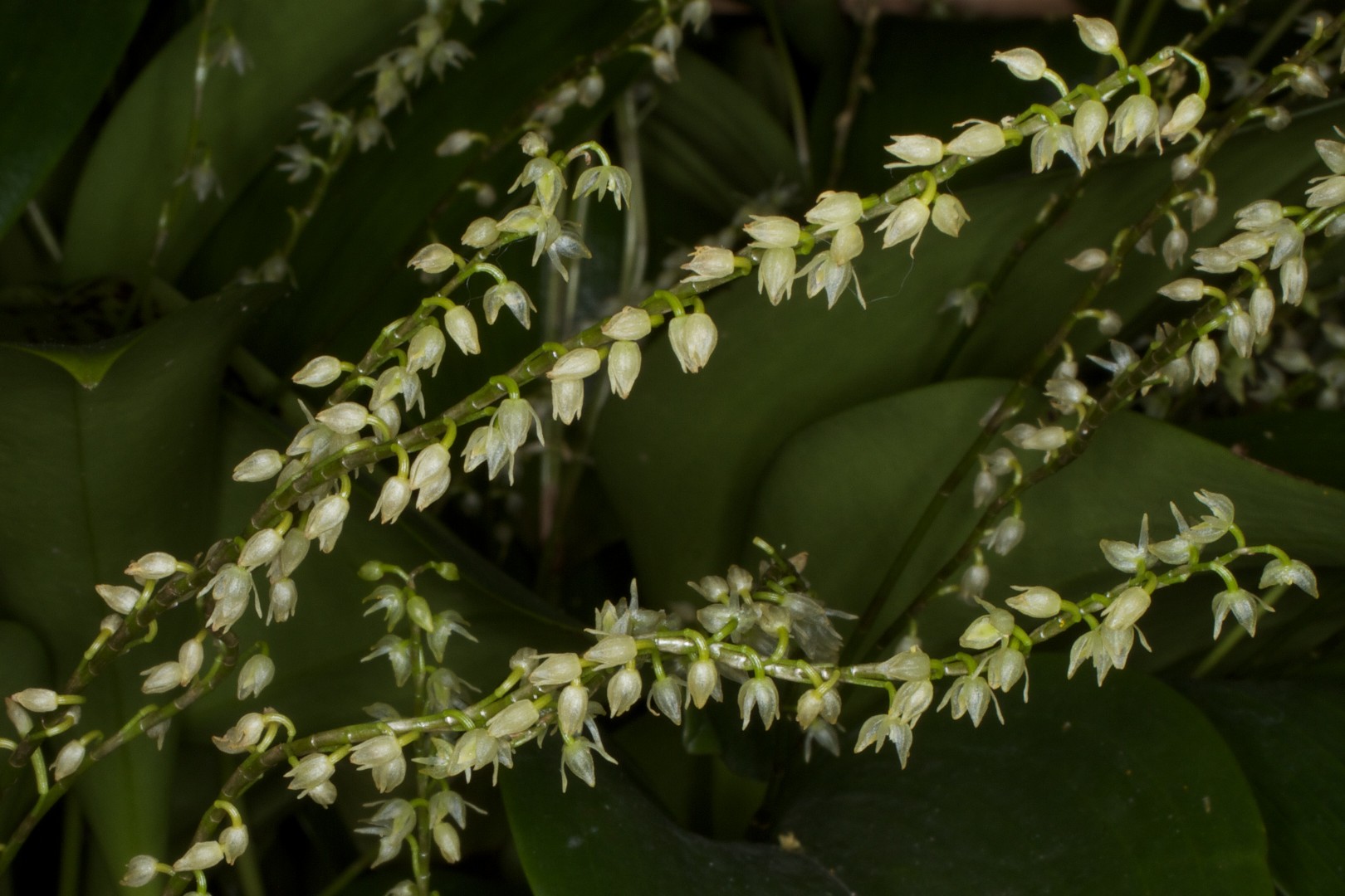 Leach orchid (Stelis) Flower, Leaf, Care, Uses - PictureThis