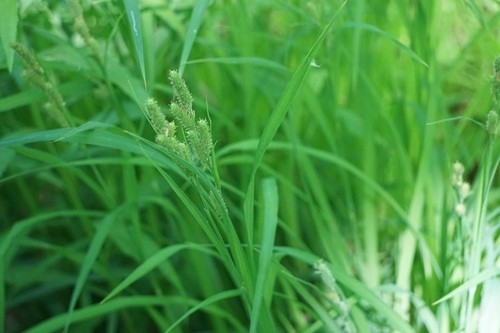 Short's sedge (Carex shortiana) Flower, Leaf, Care, Uses - PictureThis