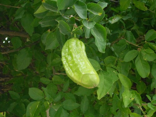 Parmentiera aculeata - PictureThis