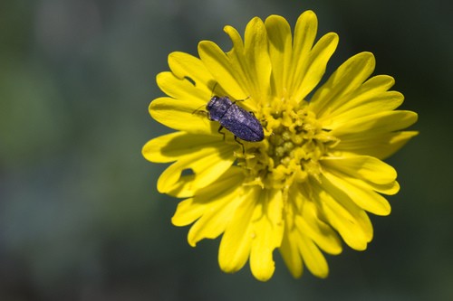 Woodland madia (Anisocarpus madioides) Flower, Leaf, Care, Uses ...