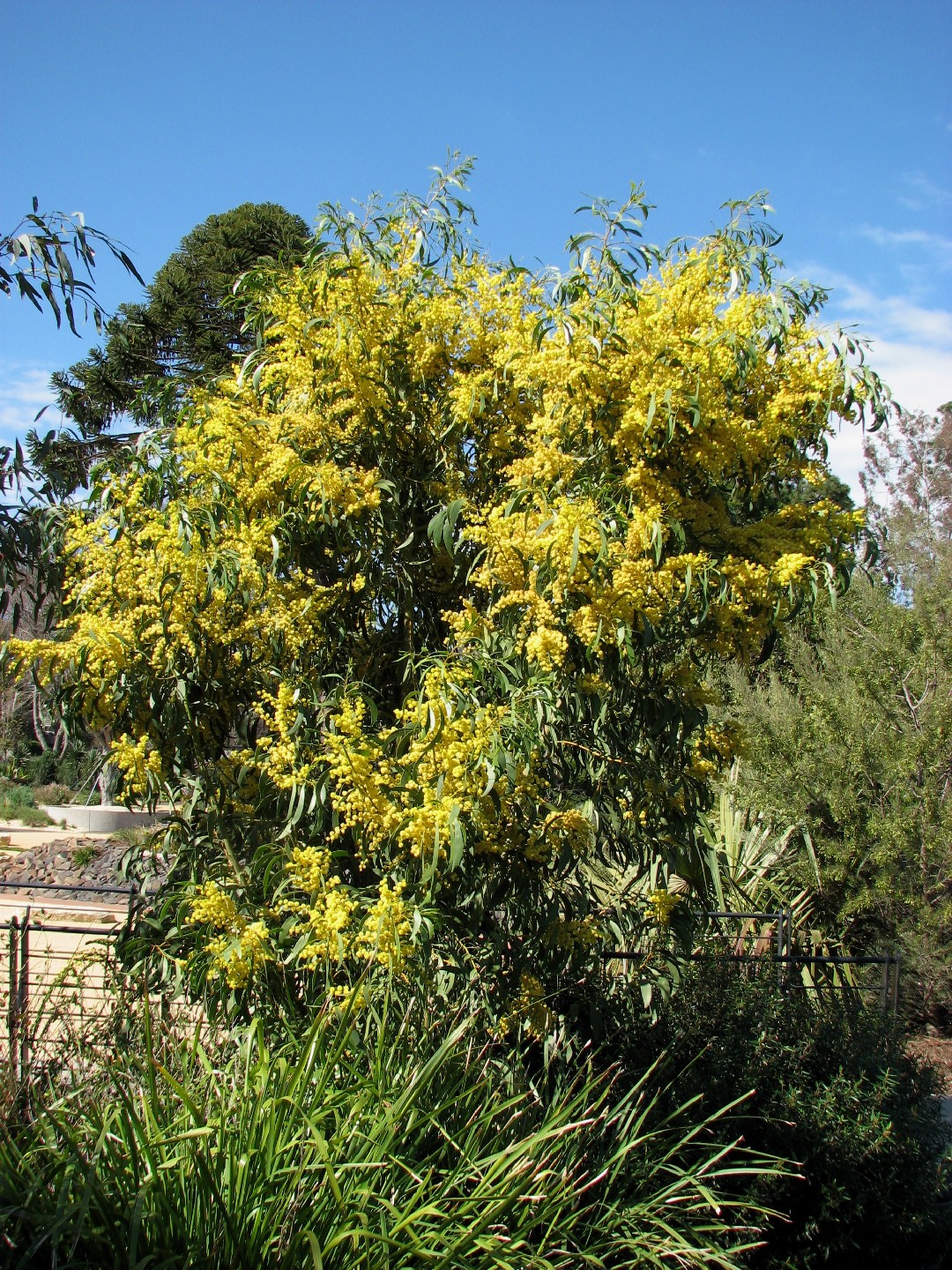 Acacia paradoxa - PictureThis