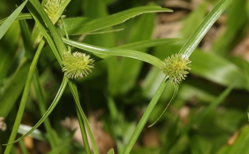 Shortleaf Spikesedge (Cyperus brevifolius) Flower, Leaf, Care, Uses ...